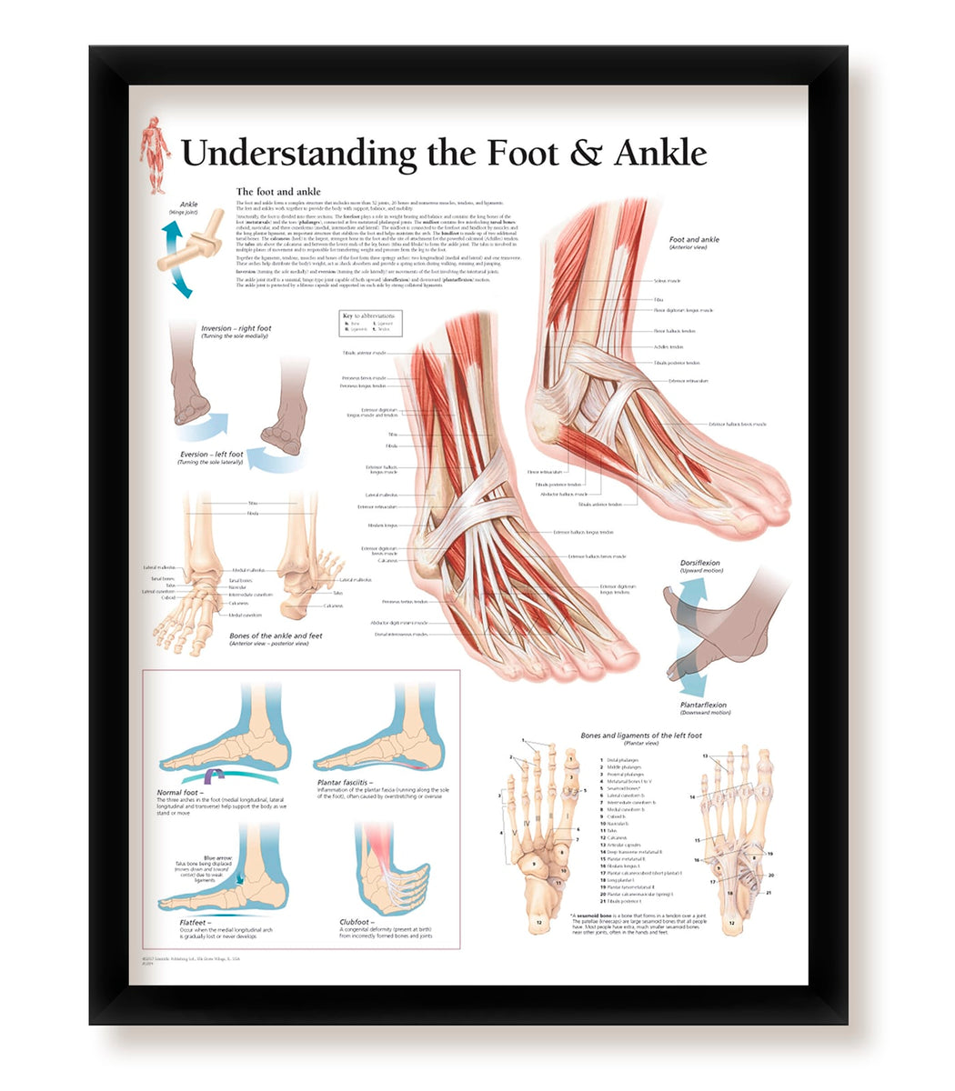 Set of 2 Framed Medical Posters Understanding The Hip and Knee and Und ...