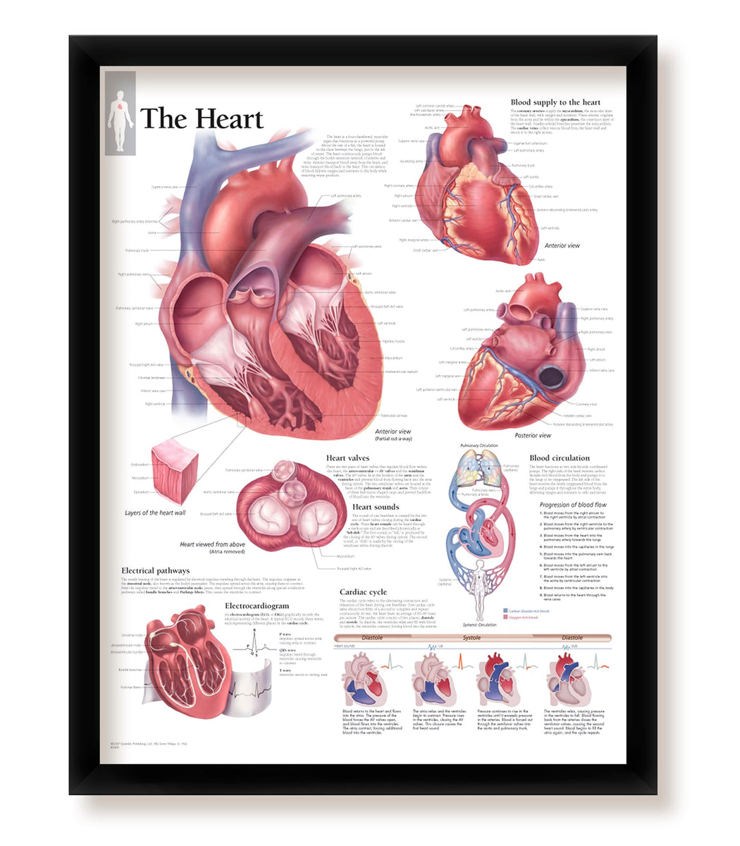 Set of 2 Framed Medical Posters The Heart and Understanding Heart Dise ...