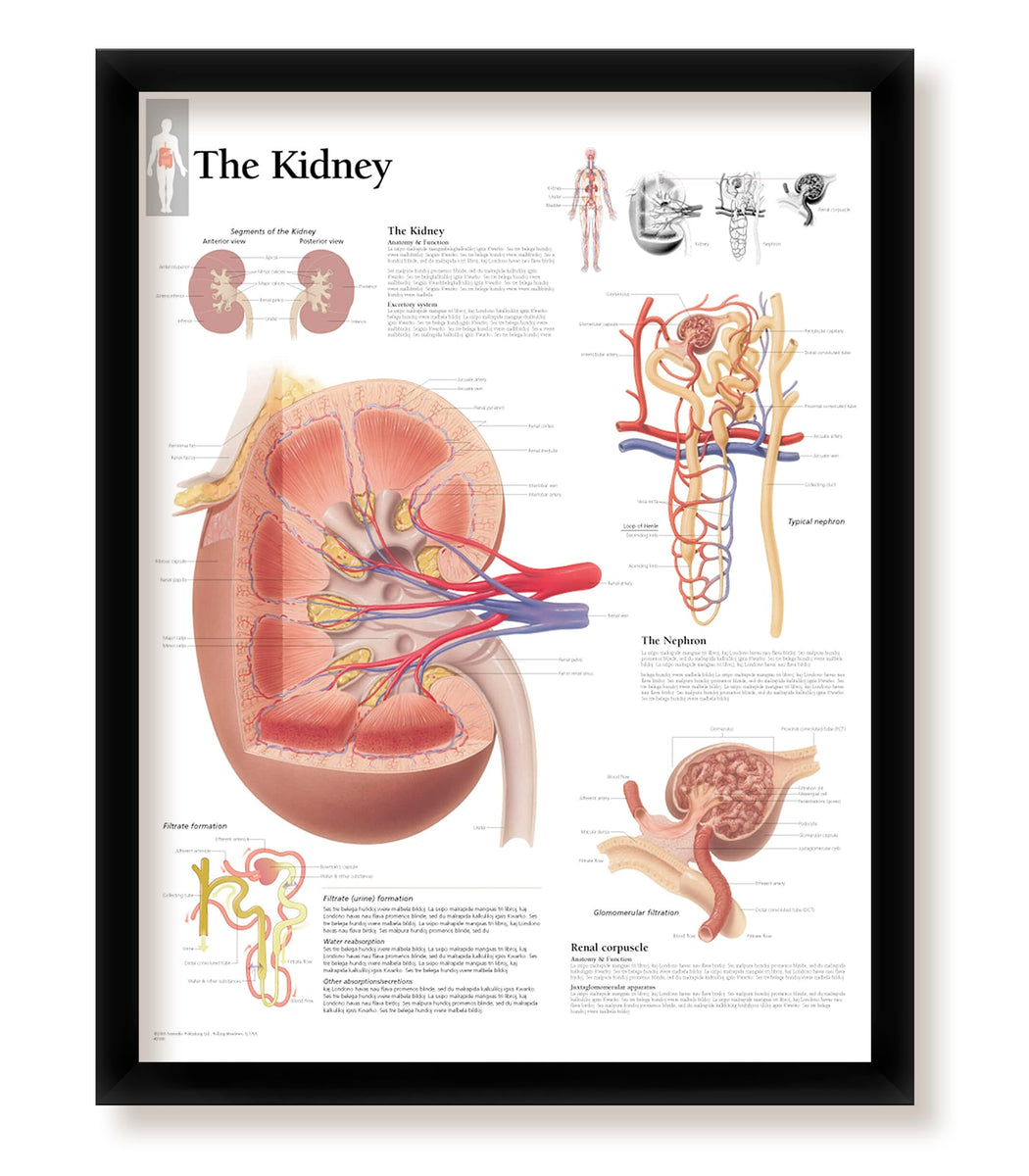 Set of 2 Framed Medical Posters The Kidney and The Urinary System 22"x ...