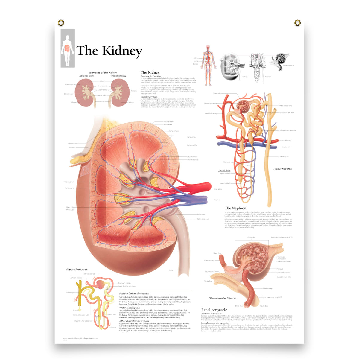 Set of 2 Laminated Medical Posters The Kidney and The Urinary System 2 ...