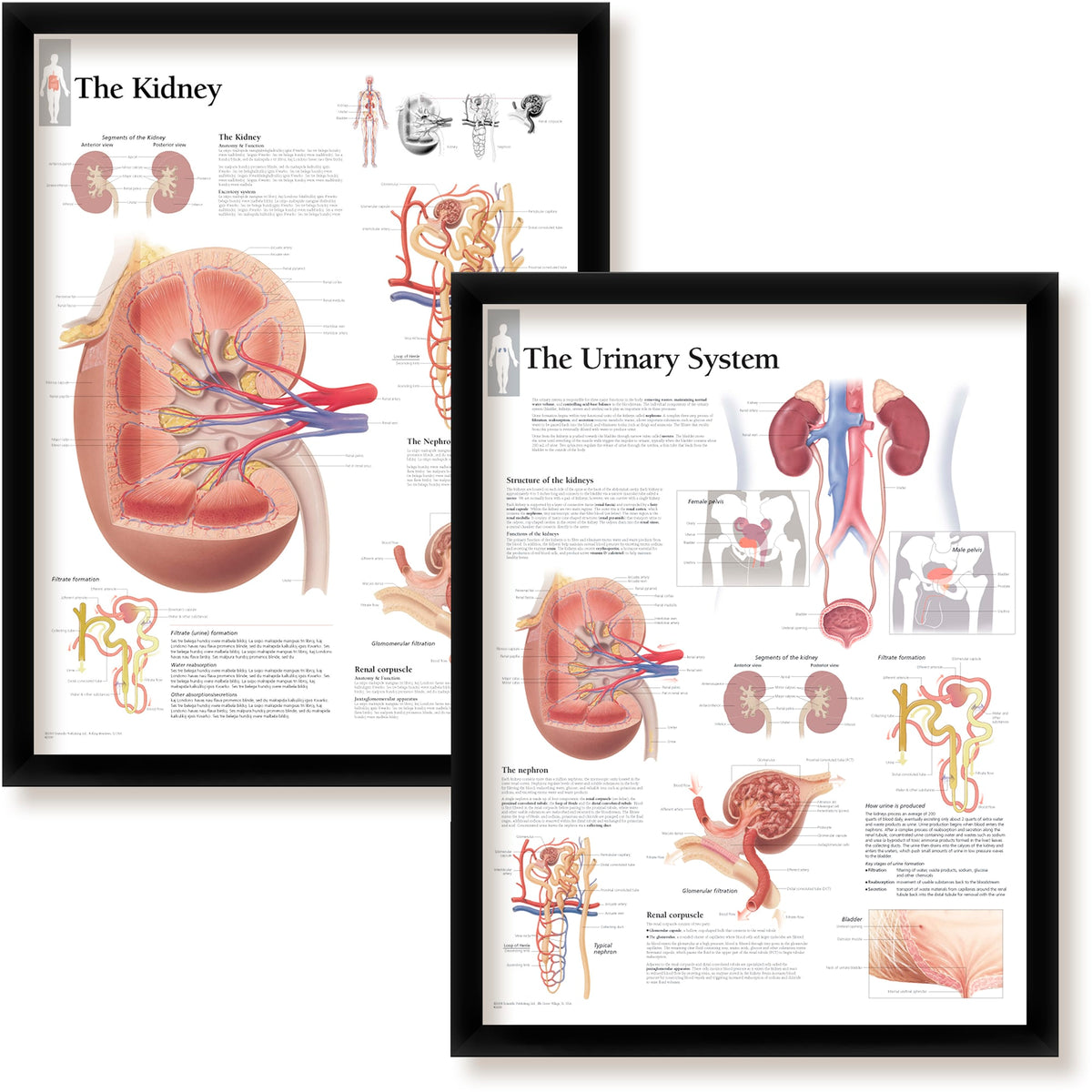 Set of 2 Framed Medical Posters The Kidney and The Urinary System 22"x ...