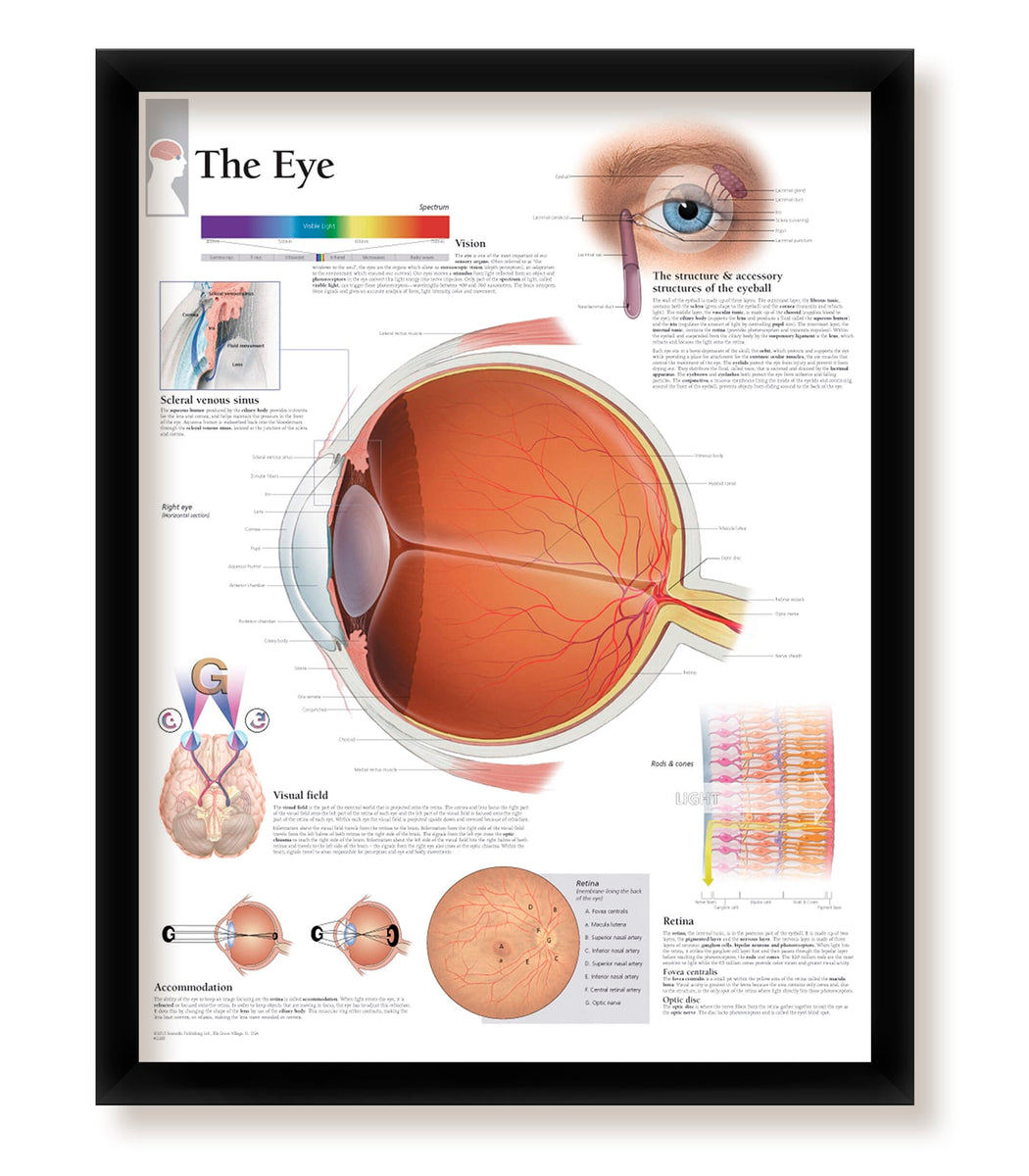 Set of 2 Framed Medical Posters The Eye and Understanding Glaucoma 22 ...