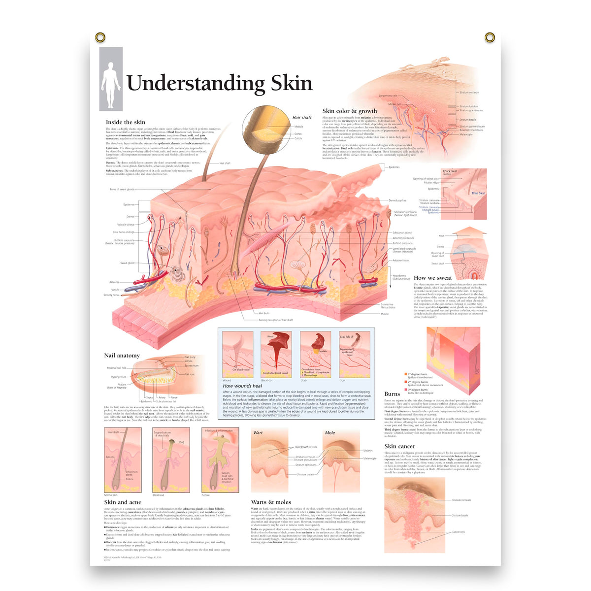 Set of 2 Laminated Medical Posters The Integumentary System and Unders ...