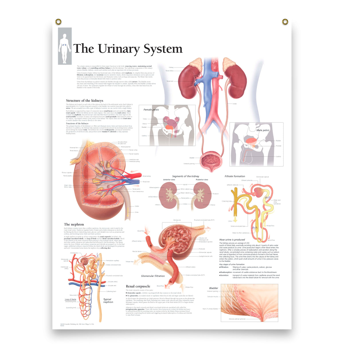 Set of 2 Laminated Medical Posters The Kidney and The Urinary System 2 ...