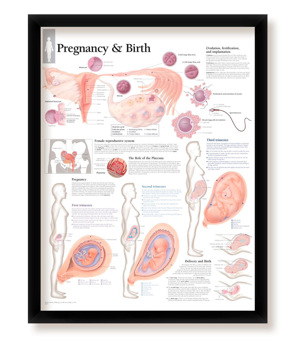 Set of 4 Framed Medical Posters Female Reproductive System Pregnancy a ...